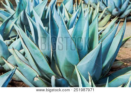 Maguey Images, Illustrations & Vectors (Free) - Bigstock