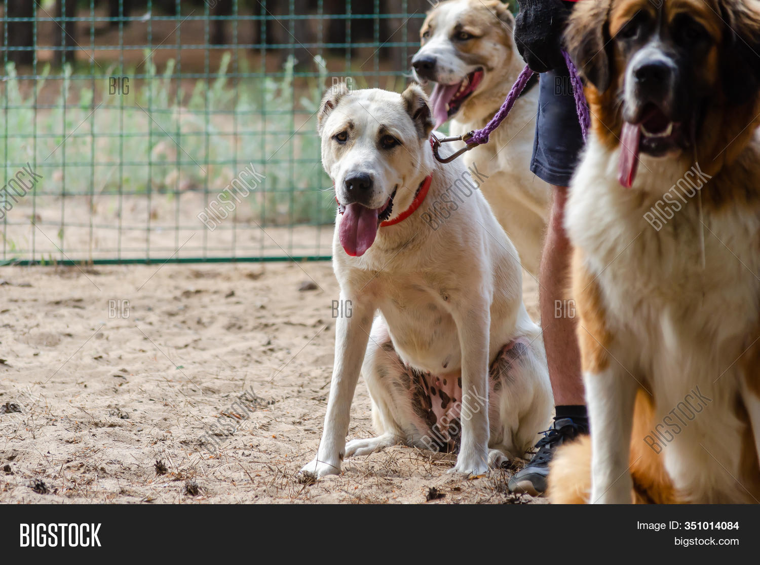 Three Dogs Sit Line Image & Photo (Free Trial) | Bigstock