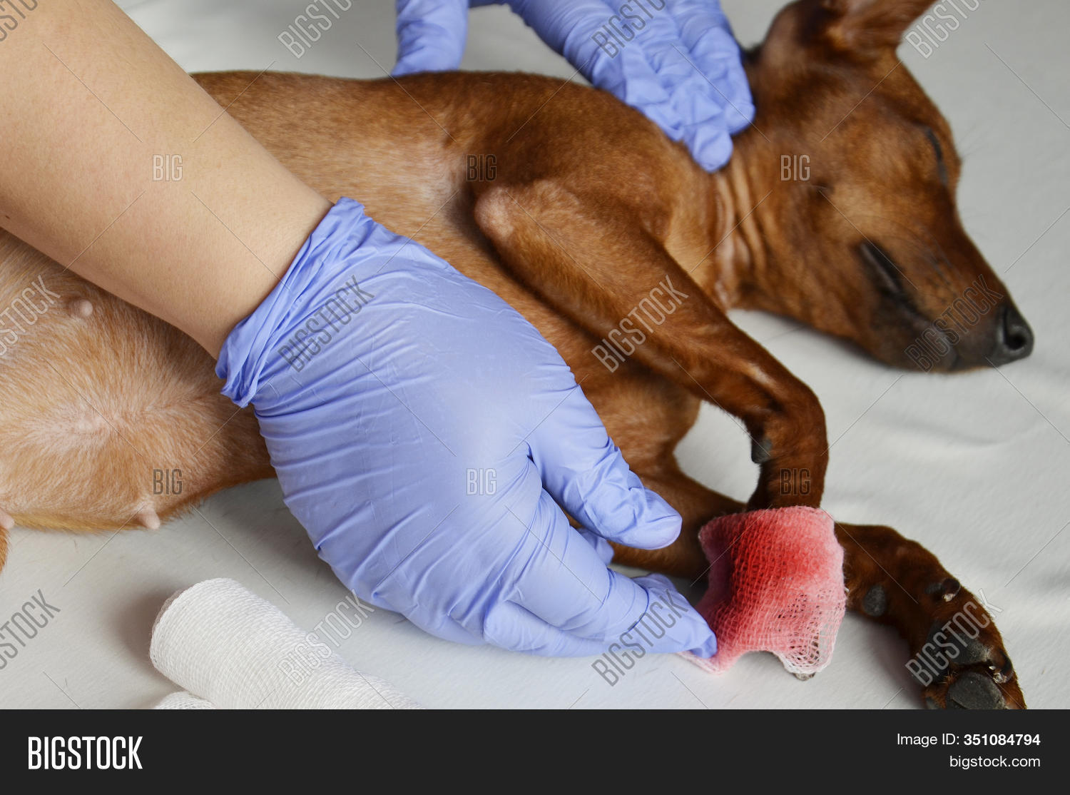 Bild und Foto zu Bloody (Kostenlose Probeversion) | Bigstock