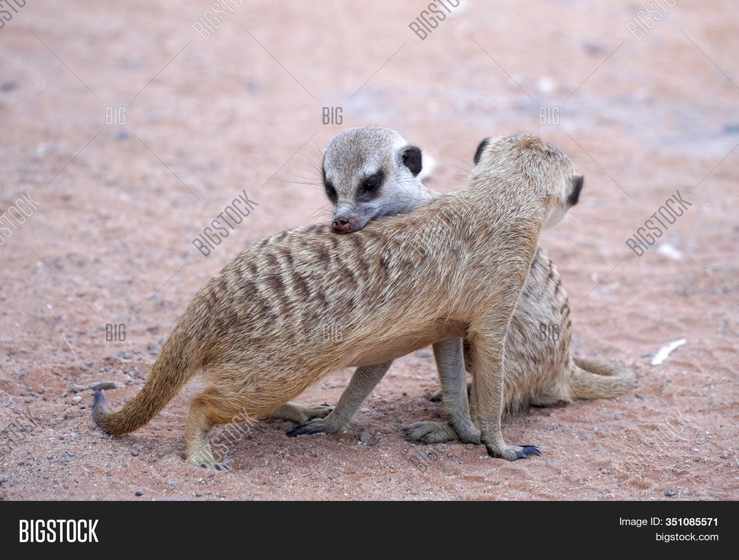Cute Meerkat South Image & Photo (Free Trial) | Bigstock
