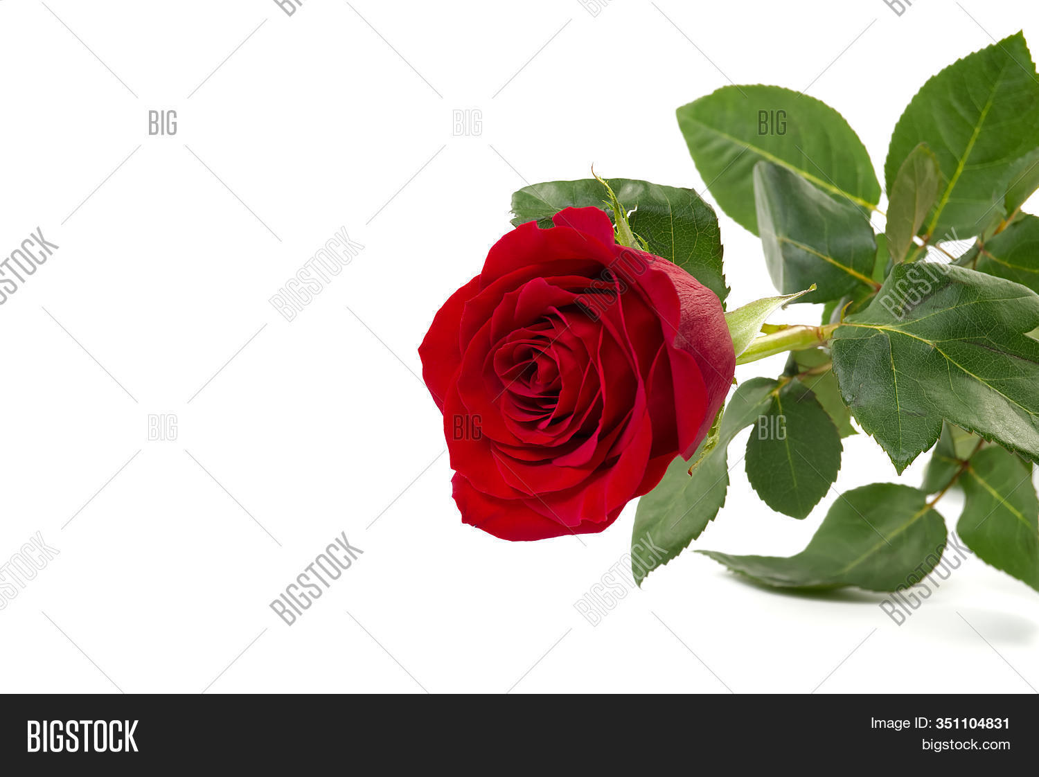 Beautiful Single Red Image & Photo (Free Trial) | Bigstock