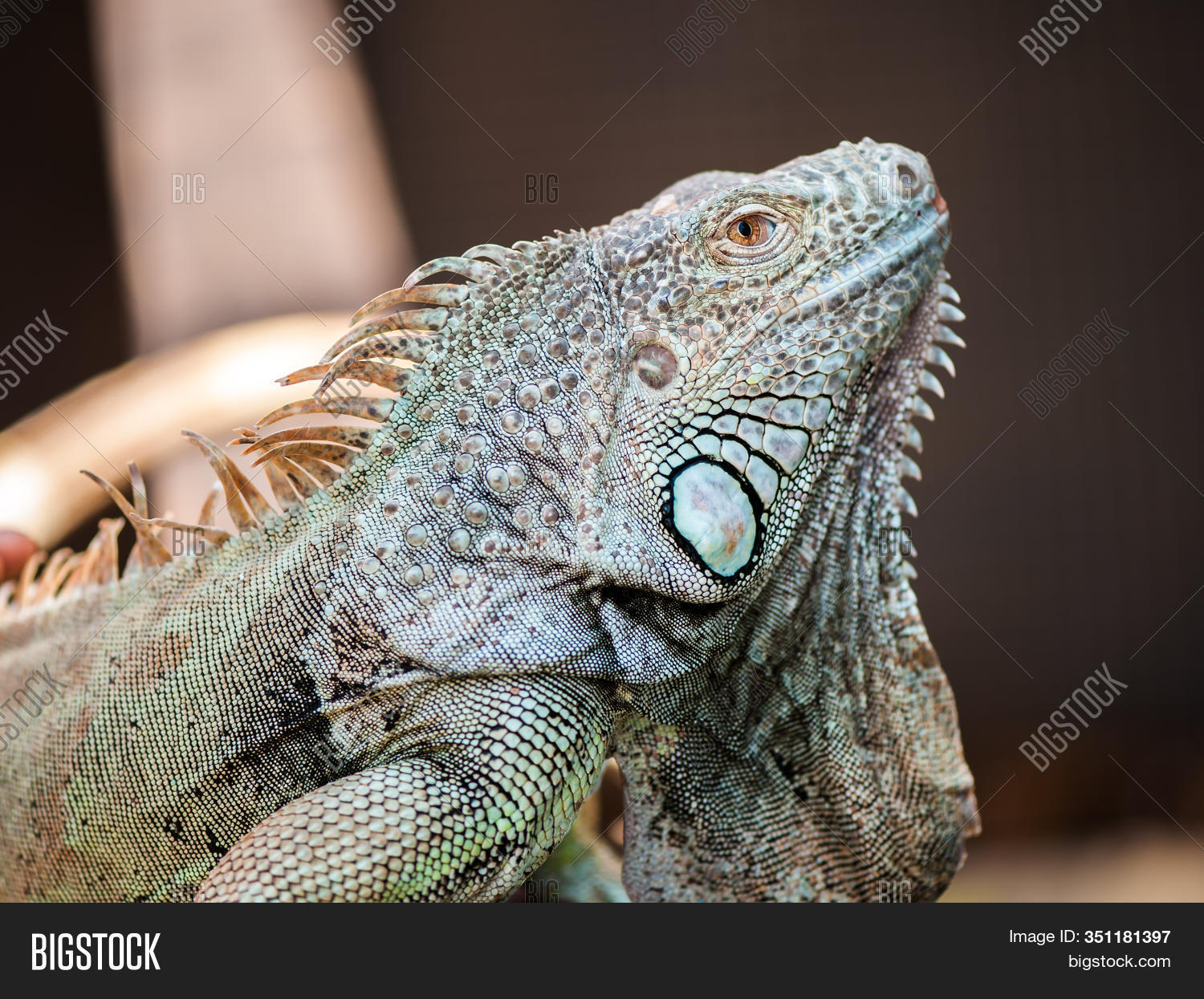 Male Green Iguana Image & Photo (Free Trial) | Bigstock