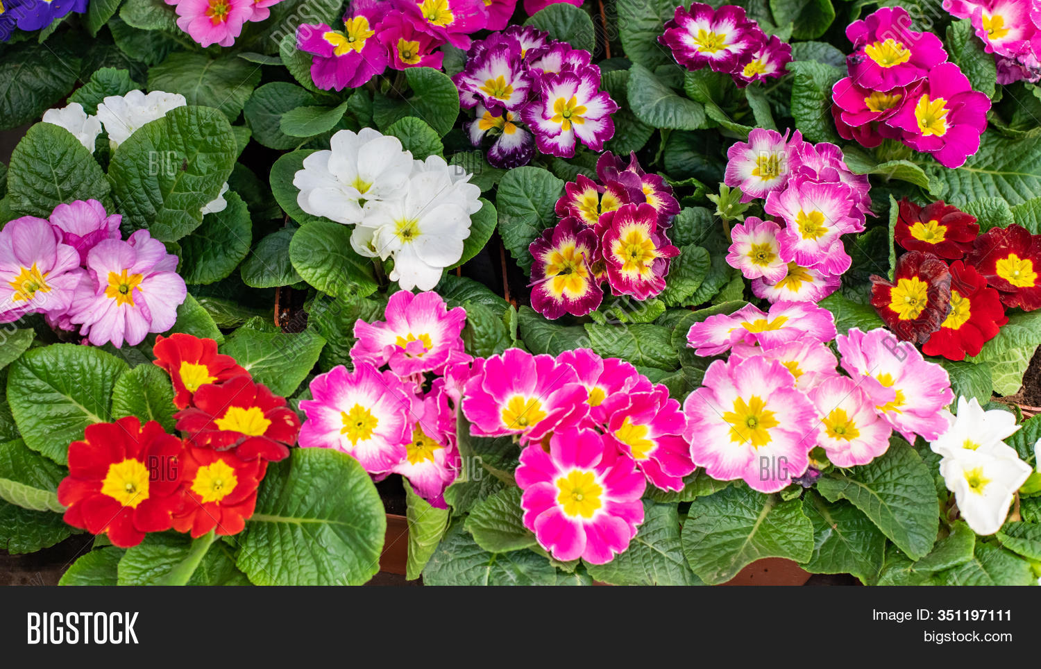 Primula Primrose Image & Photo (Free Trial) | Bigstock
