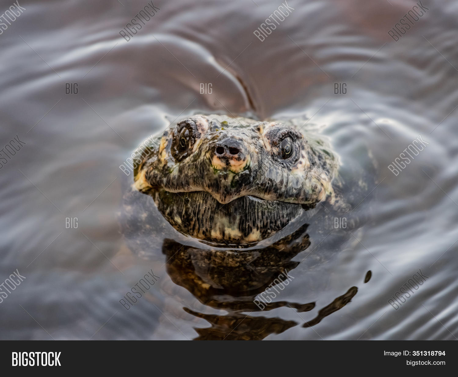 Snapping Turtle Stares Image & Photo (Free Trial) | Bigstock