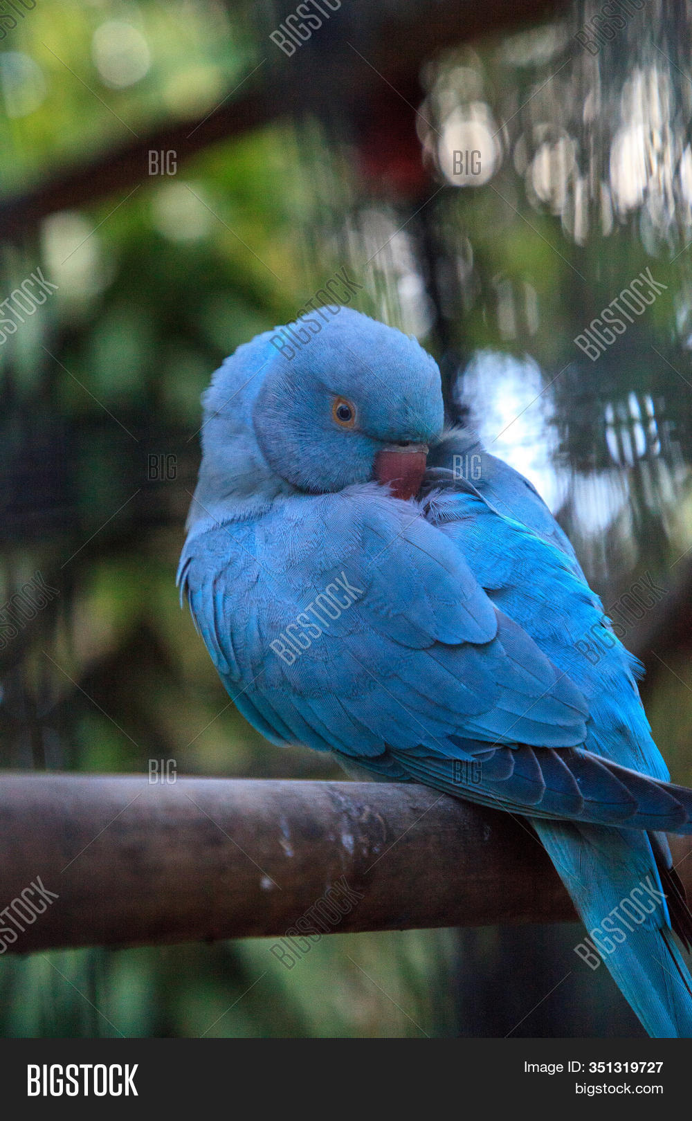 Blue Indian Ringneck Image & Photo (Free Trial) | Bigstock