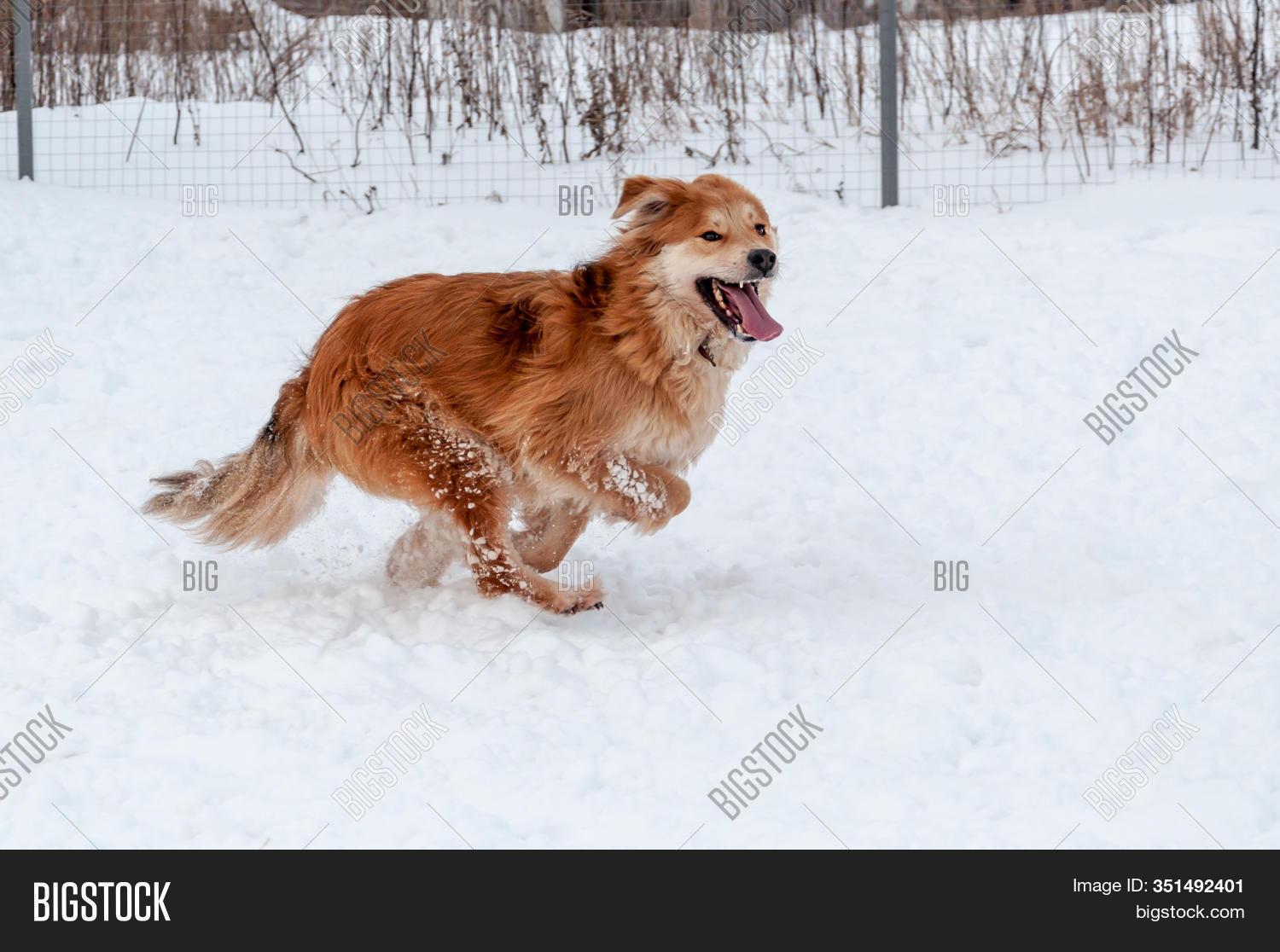 Big Beautiful Red Dog Image & Photo (Free Trial) | Bigstock