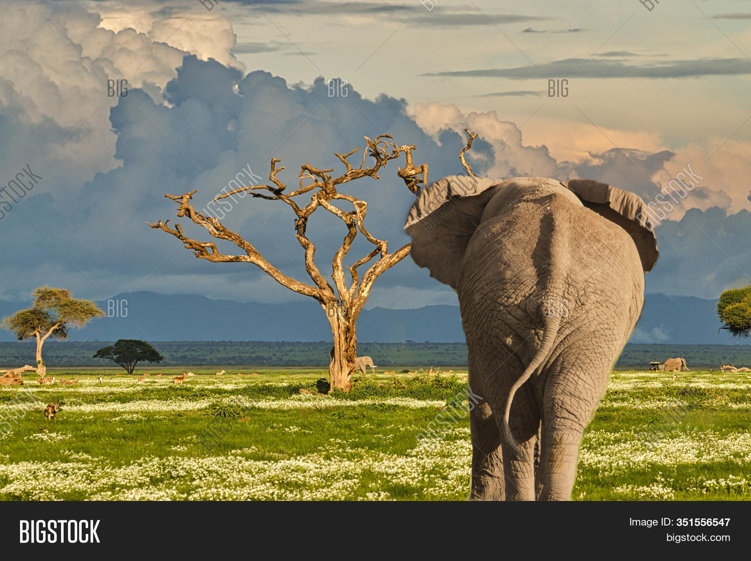 Elephants Mount Image & Photo (Free Trial) | Bigstock