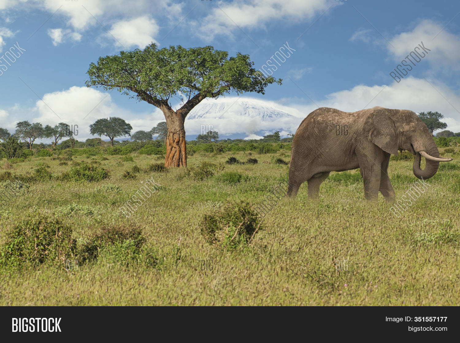 Elephants Mount Image & Photo (Free Trial) | Bigstock