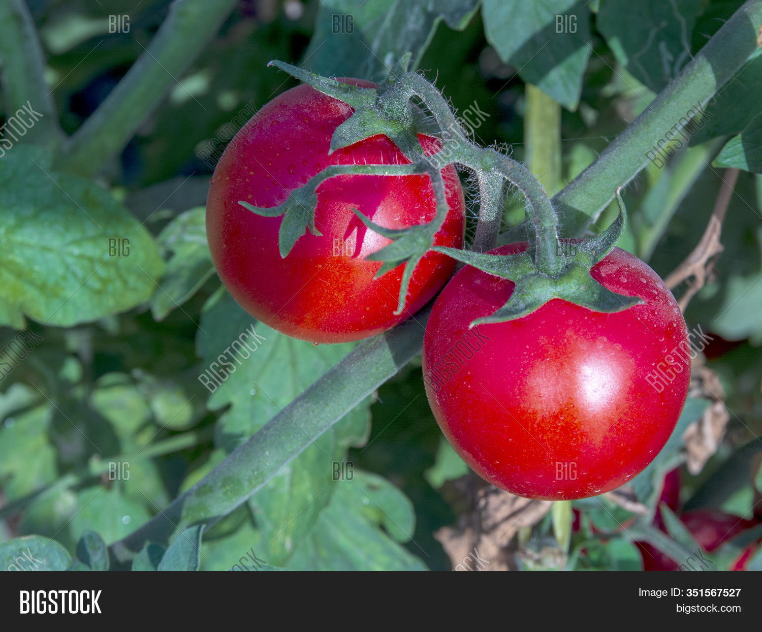 Tomatoes Garden, Image & Photo (Free Trial) | Bigstock