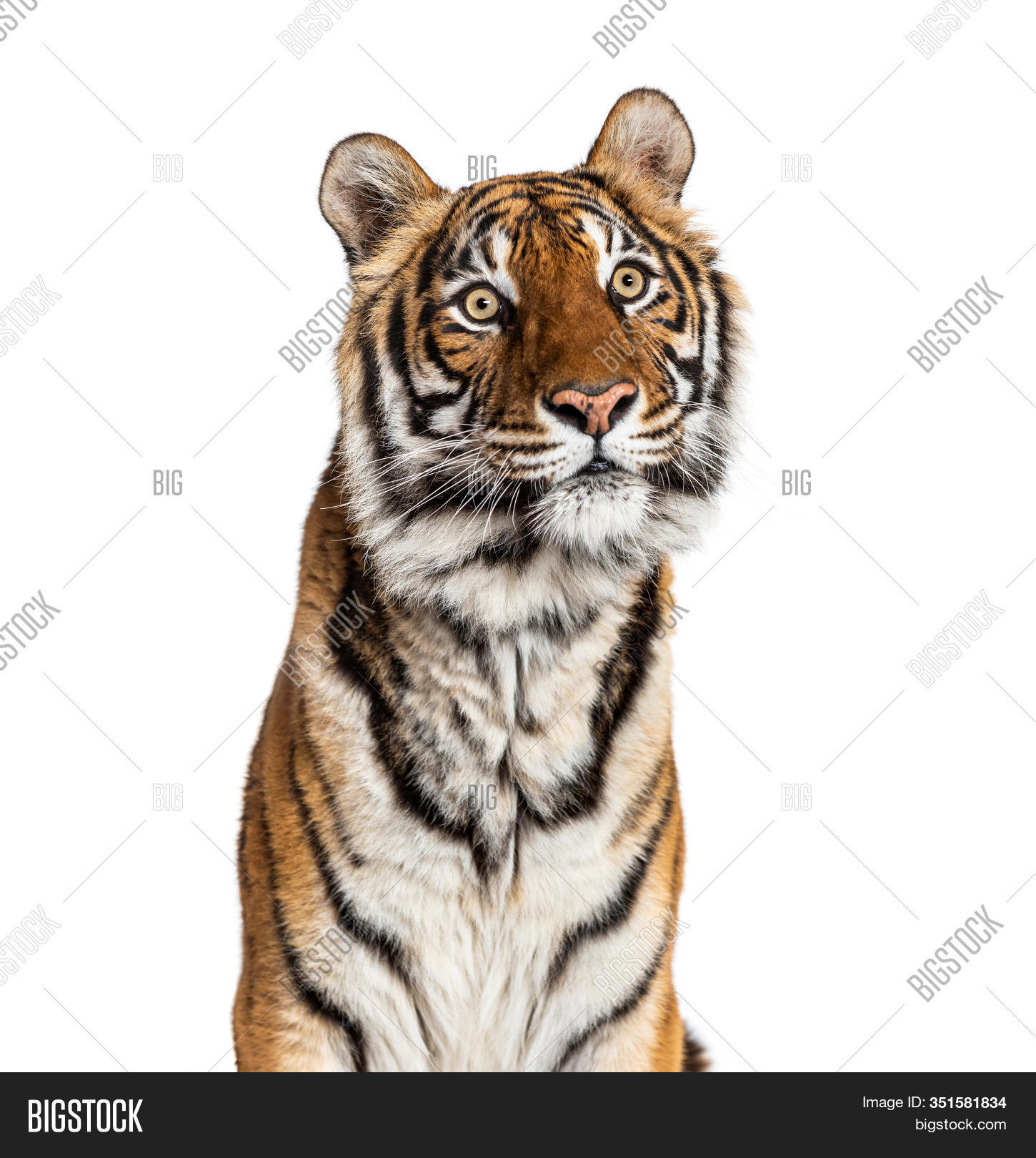 Close- On Male Tiger's Image & Photo (Free Trial) | Bigstock