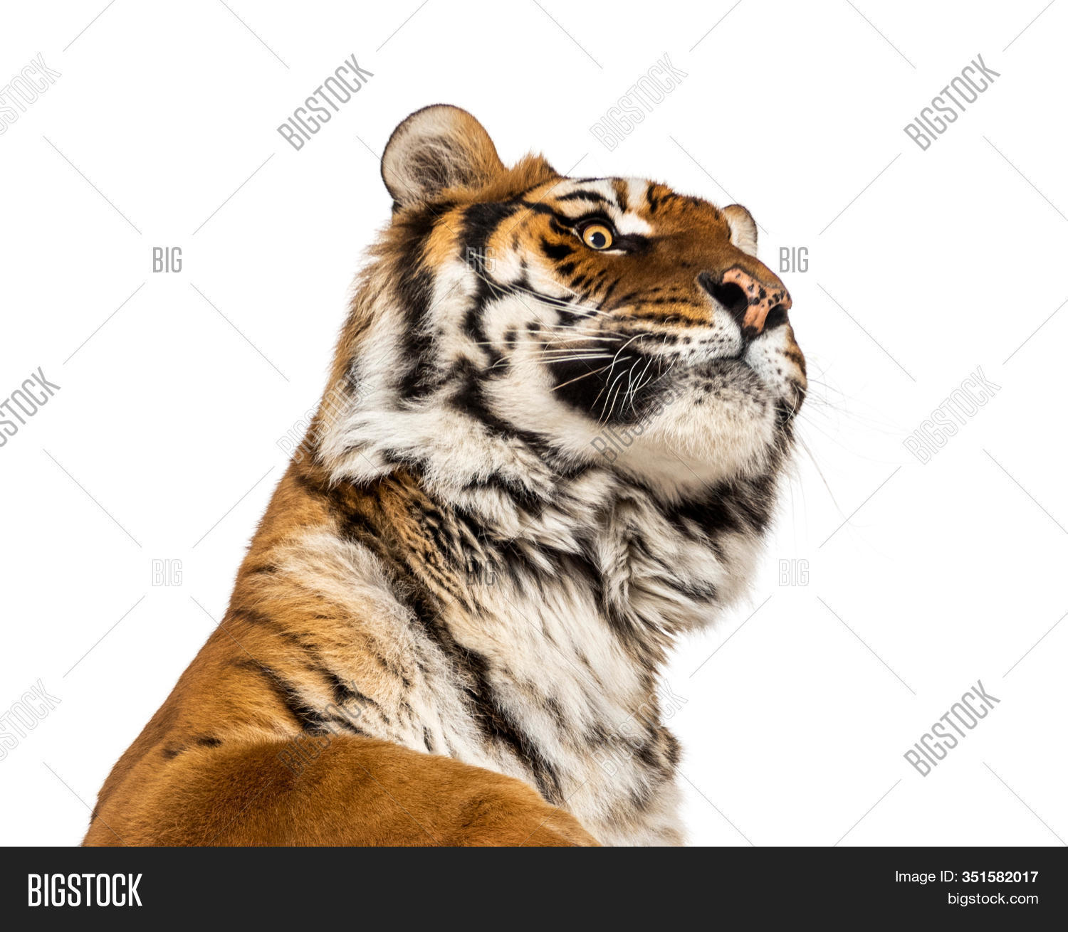Close- On Male Tiger's Image & Photo (Free Trial) | Bigstock