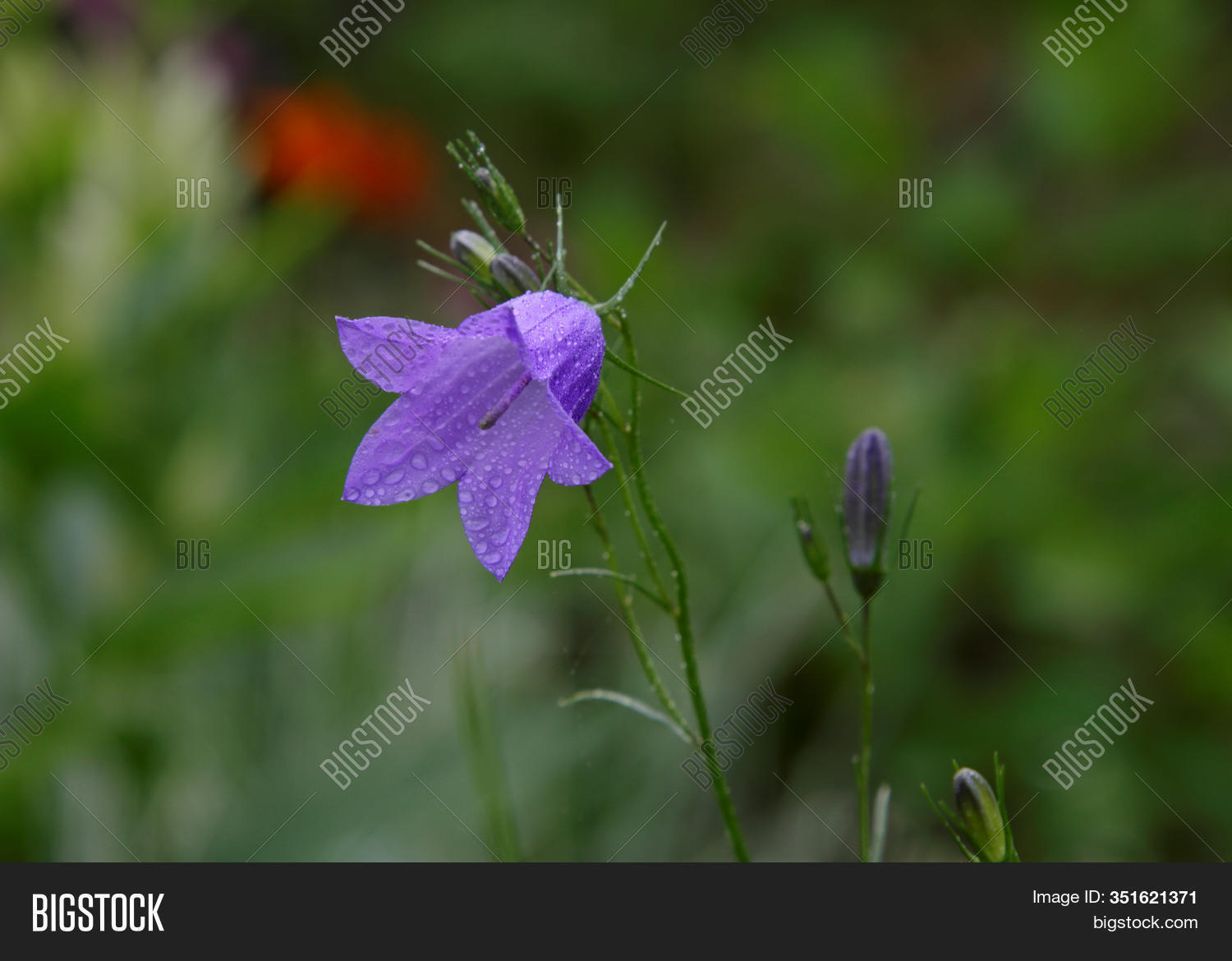 Beautiful Blue Bell Image & Photo (Free Trial) | Bigstock