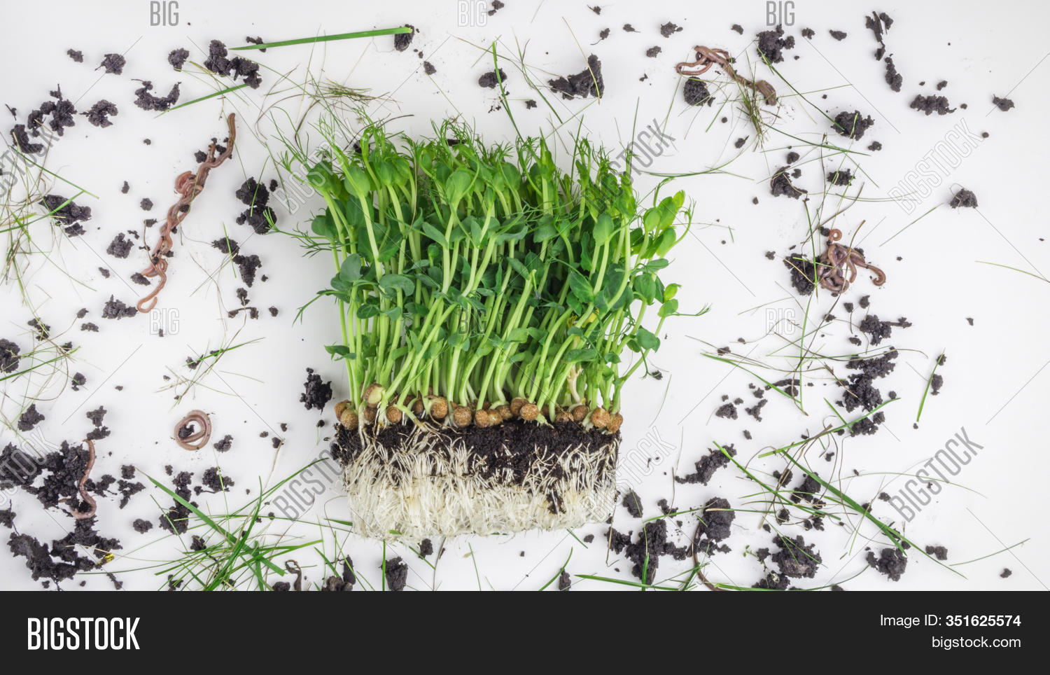 Raw Sprouts Peas Image & Photo (Free Trial) | Bigstock