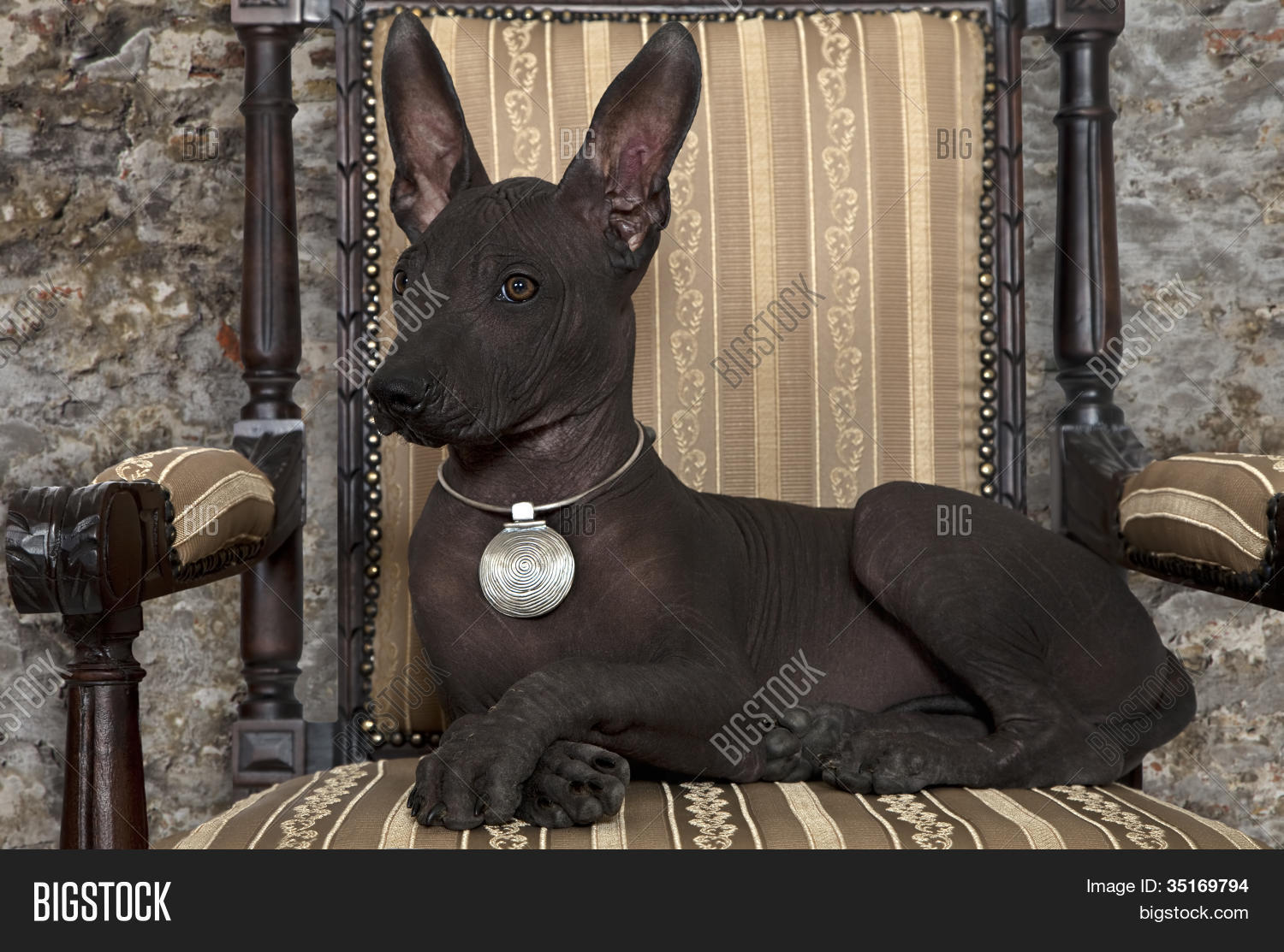 Mexican Xoloitzcuintle Image & Photo (Free Trial) | Bigstock