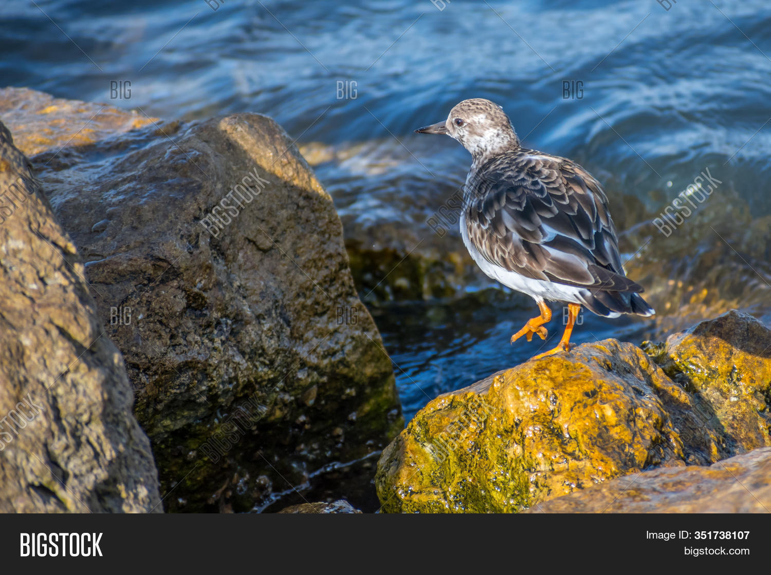 Rudy Turnstone Bird Image & Photo (Free Trial) | Bigstock