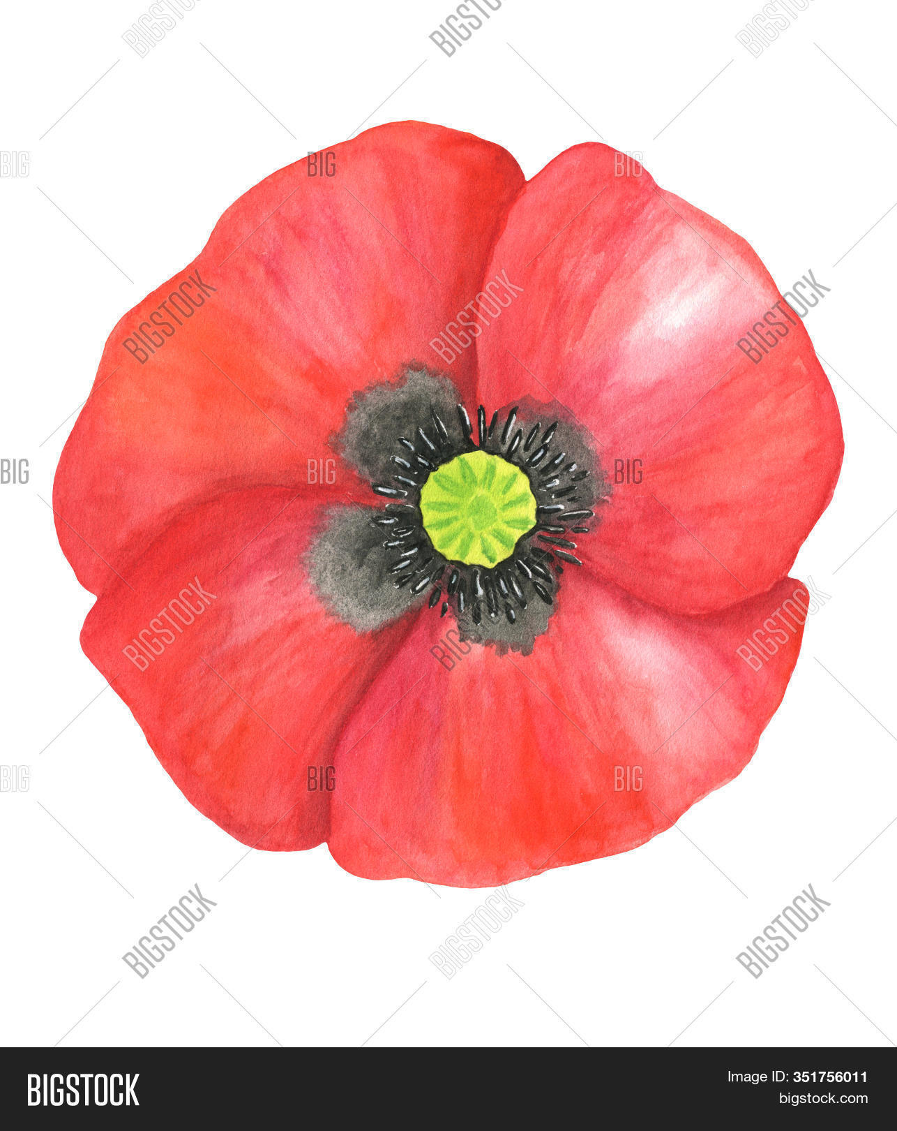 Watercolor Red Poppy. Image & Photo (Free Trial) | Bigstock