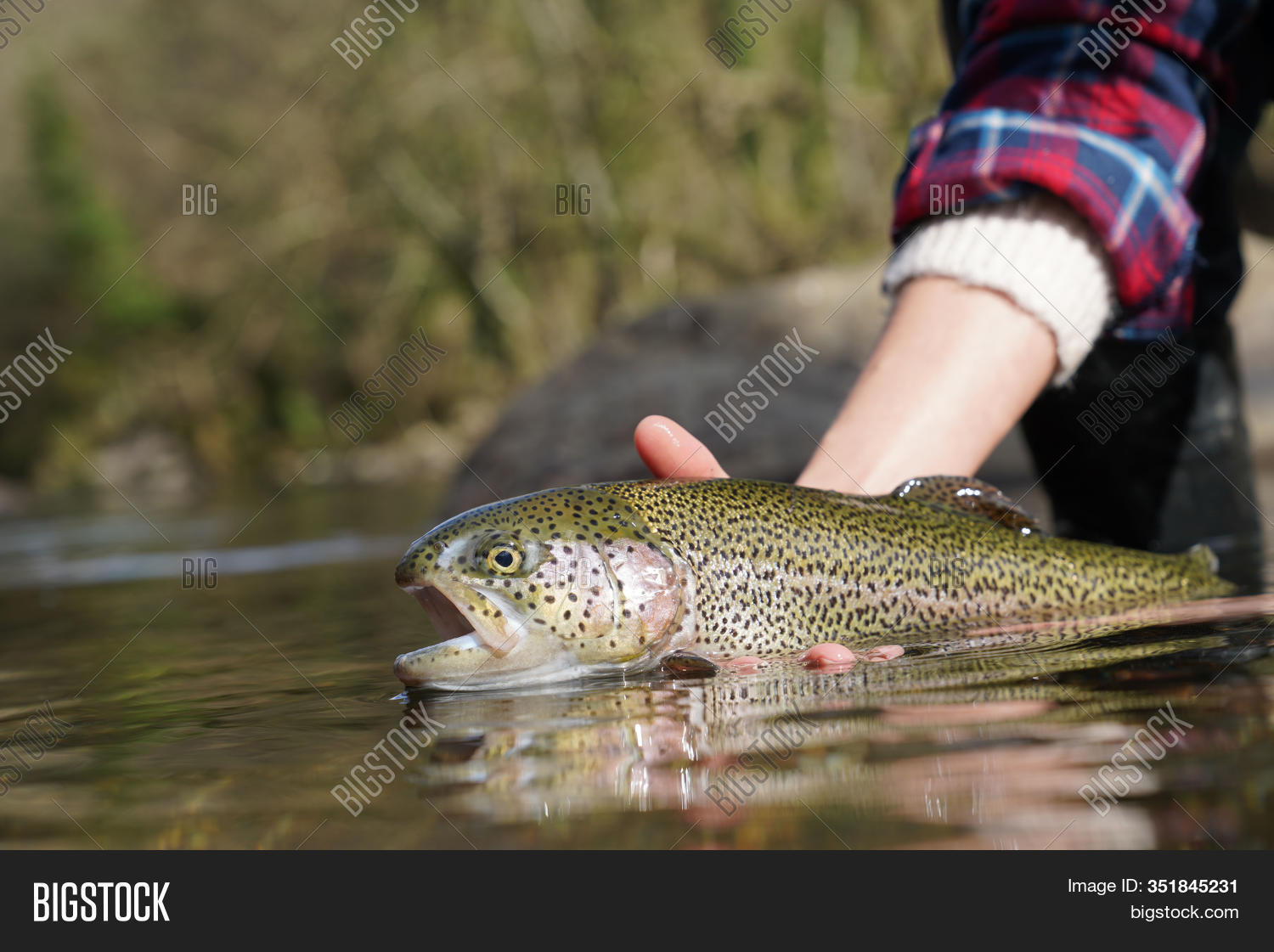 Catch Rainbow Trout Image & Photo (Free Trial) | Bigstock