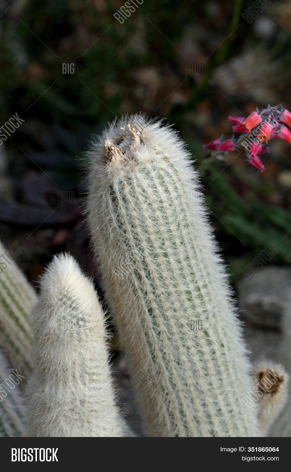 Two Natural Cacti Image & Photo (Free Trial) | Bigstock