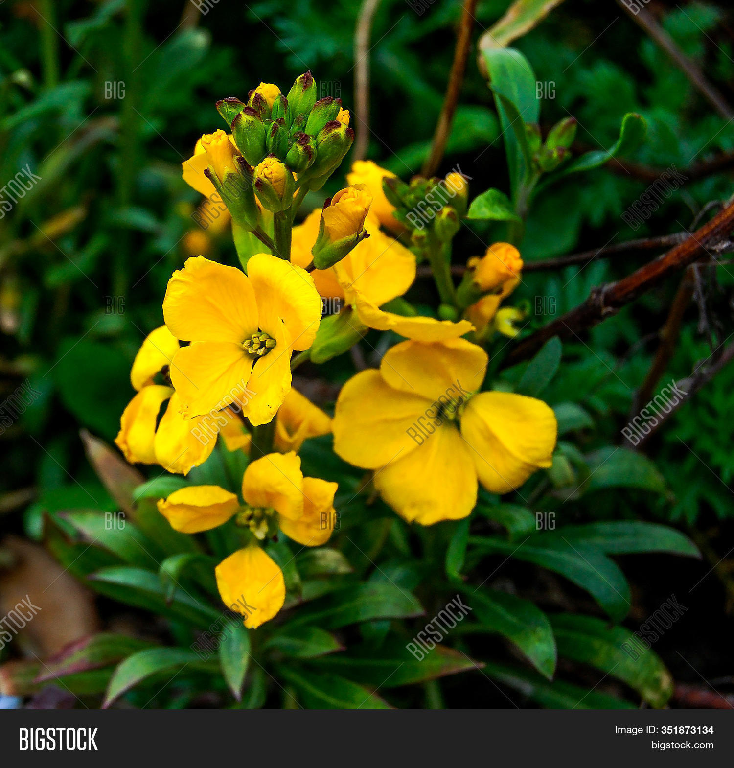 Flowers Erysimum Image & Photo (Free Trial) | Bigstock
