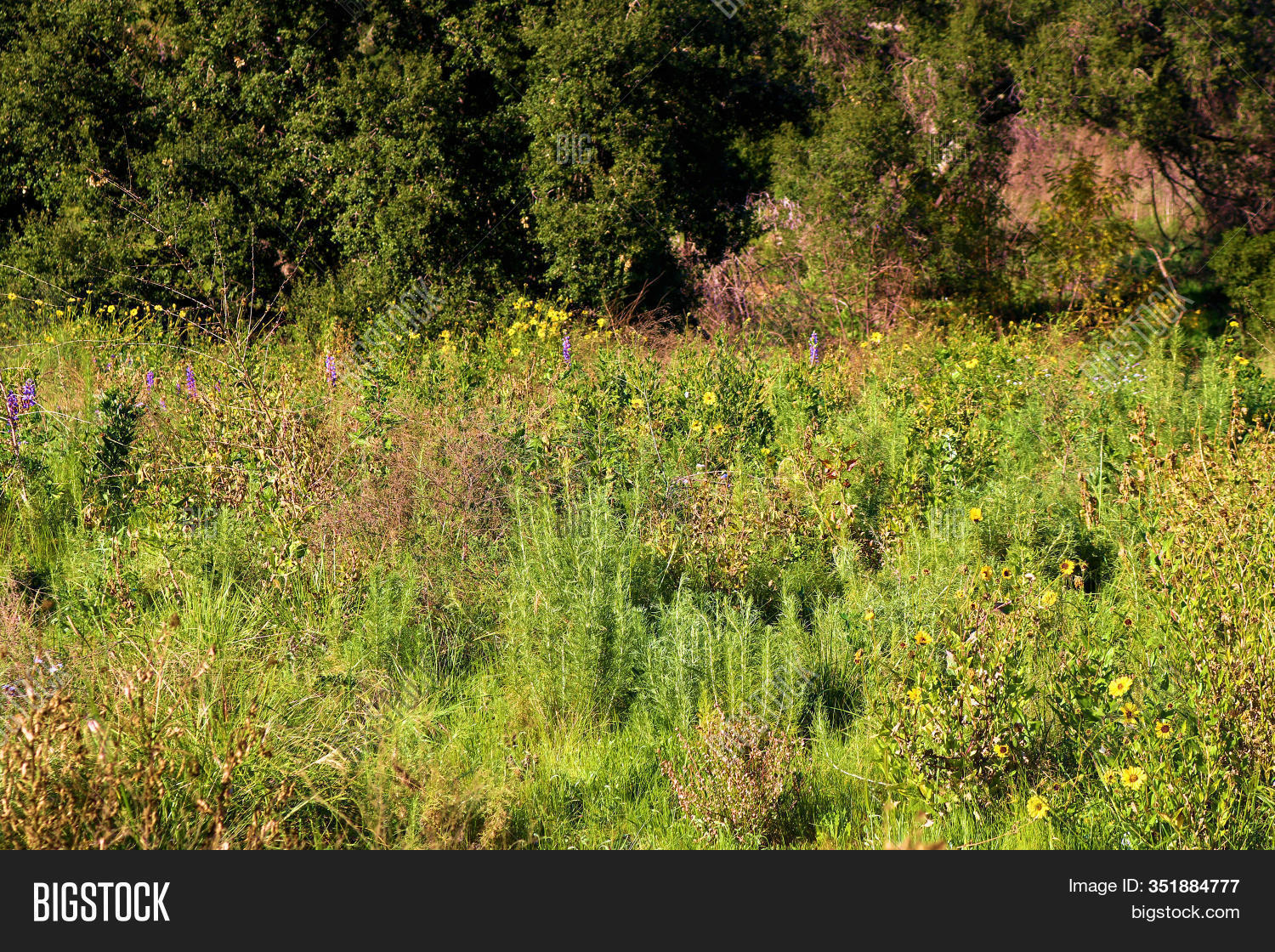 Lush Field Spring Image & Photo (Free Trial) | Bigstock