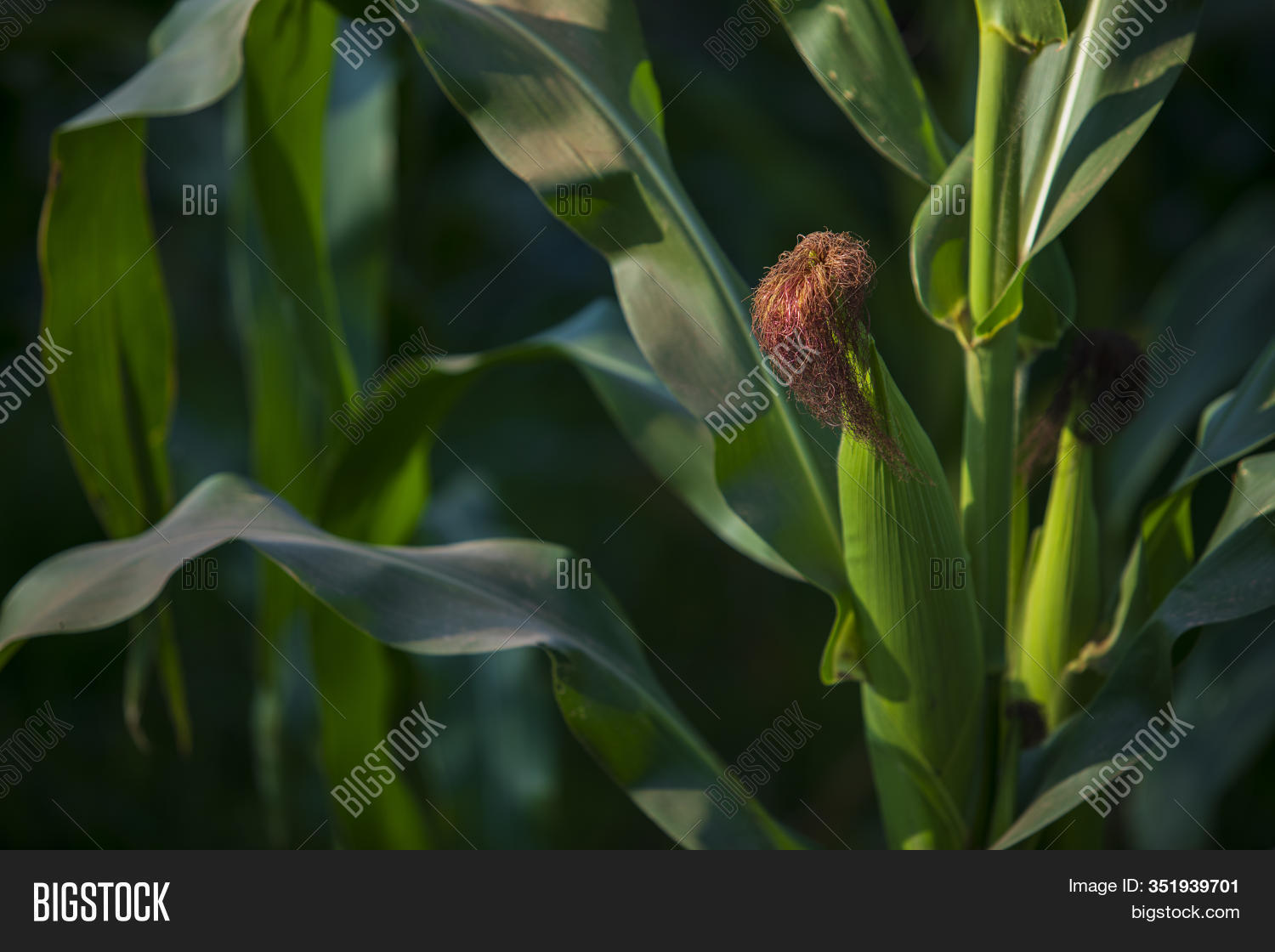 Fresh Organic Corn On Image & Photo (Free Trial) | Bigstock