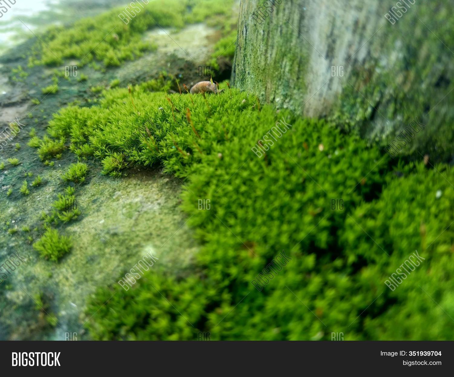 Mosses (bryophyte) On Image & Photo (Free Trial) | Bigstock