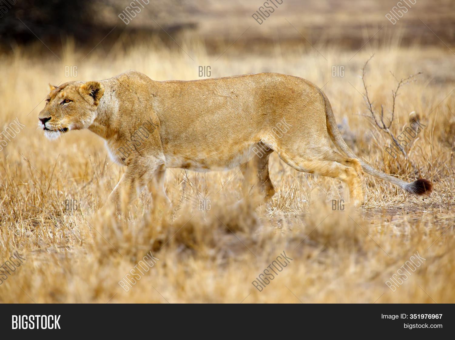 Southern Lion ( Image & Photo (Free Trial) | Bigstock
