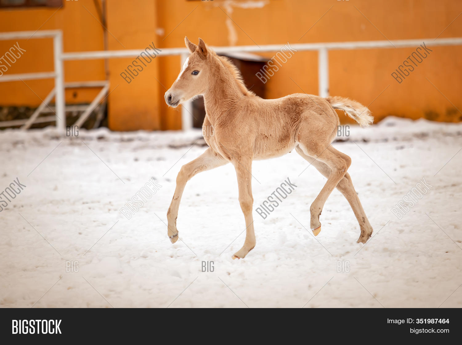 Cute Little Red Colt Image & Photo (Free Trial) | Bigstock