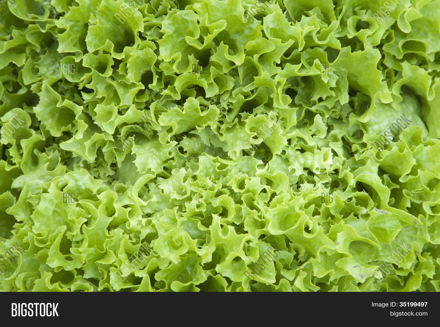 Lettuce Leaf Slang at Roger Marino blog