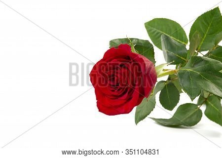 Beautiful Single Red Image & Photo (Free Trial) | Bigstock