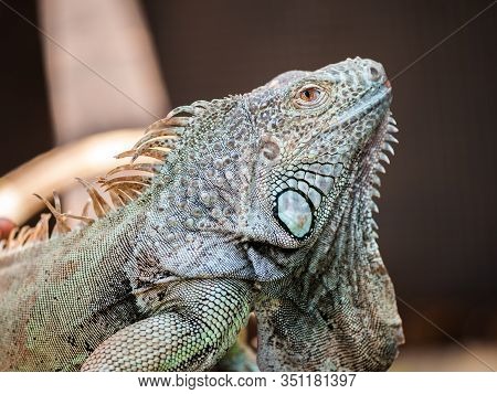 Male Green Iguana Image & Photo (Free Trial) | Bigstock