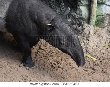 Tapir Images, Illustrations & Vectors (Free) - Bigstock