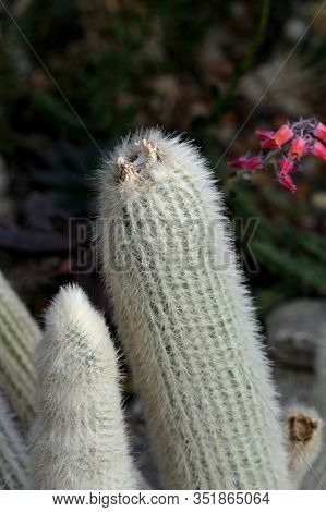 Two Natural Cacti Image & Photo (Free Trial) | Bigstock