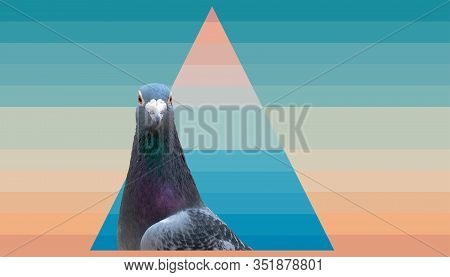 Geometric Dove Images, Illustrations & Vectors (Free) - Bigstock