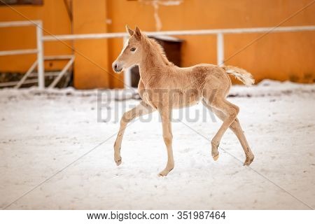 Cute Little Red Colt Image & Photo (Free Trial) | Bigstock