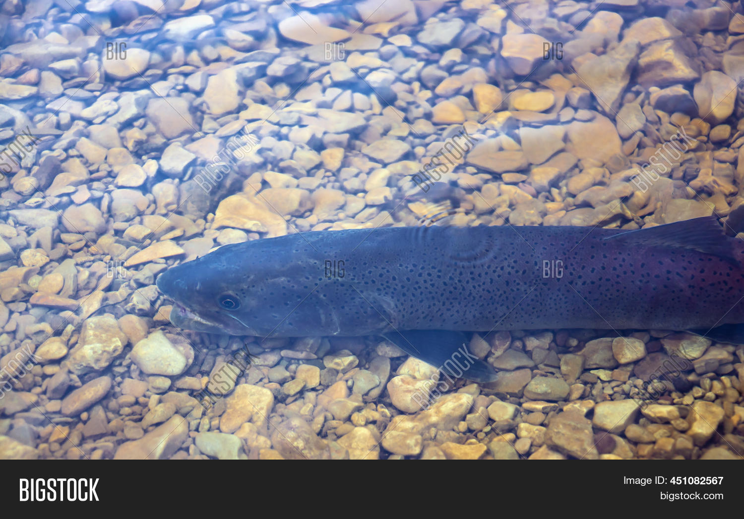 Siberian Taimen - Rare Image & Photo (Free Trial) | Bigstock