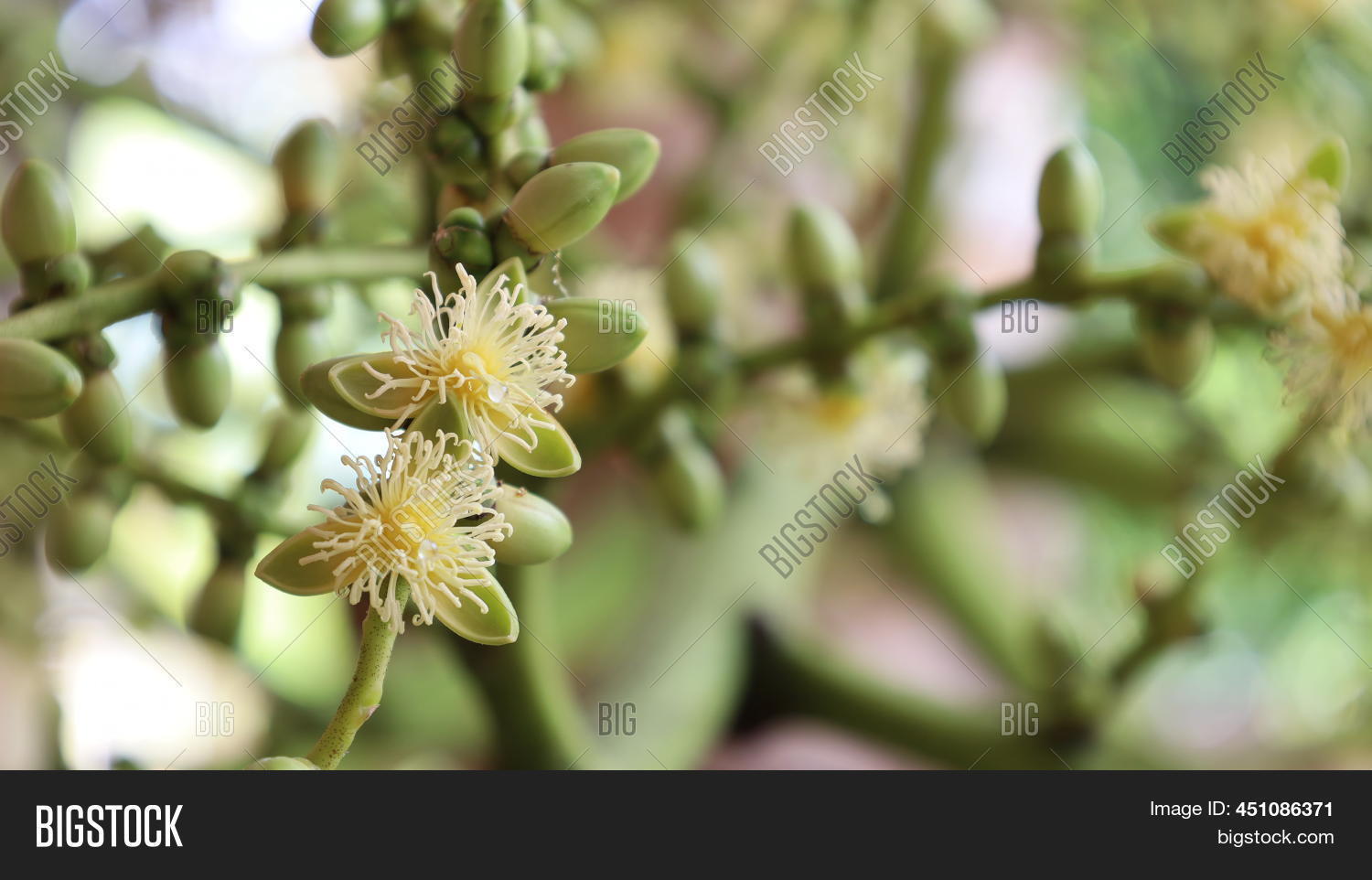 Palm Flowers Bloom On Image & Photo (Free Trial) | Bigstock