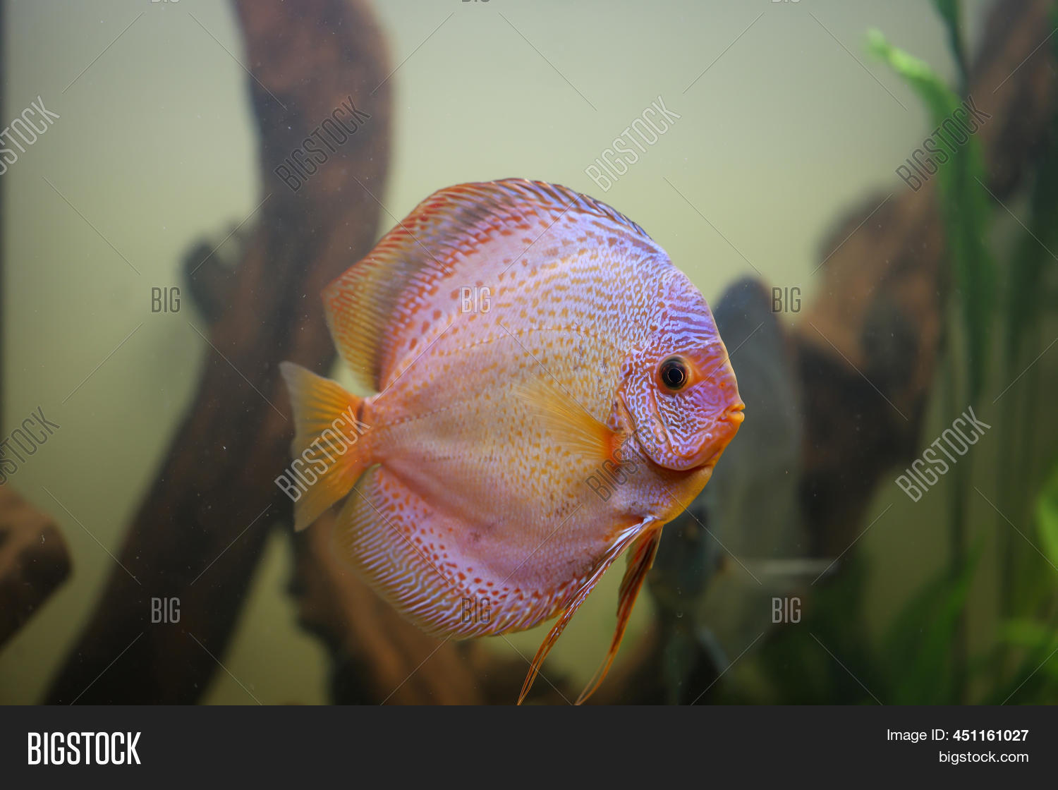 Portrait Discus Image & Photo (Free Trial) | Bigstock