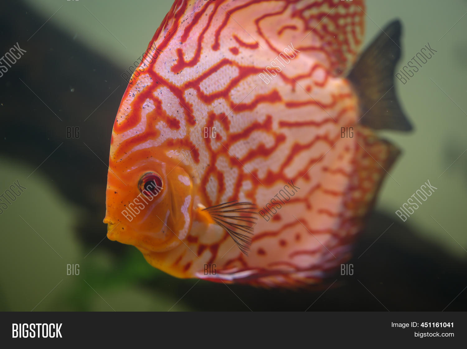 Portrait Discus Image & Photo (Free Trial) | Bigstock