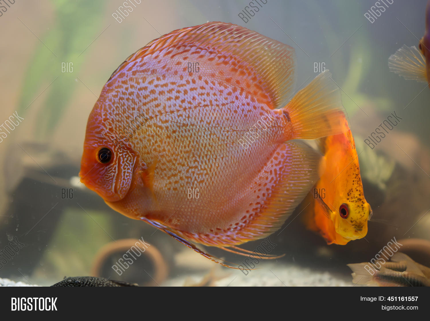 Portrait Discus Image & Photo (Free Trial) | Bigstock