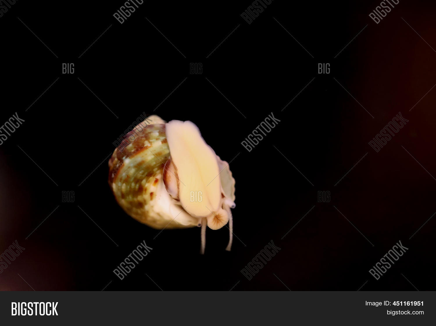 Snail Saltwater Image & Photo (Free Trial) | Bigstock
