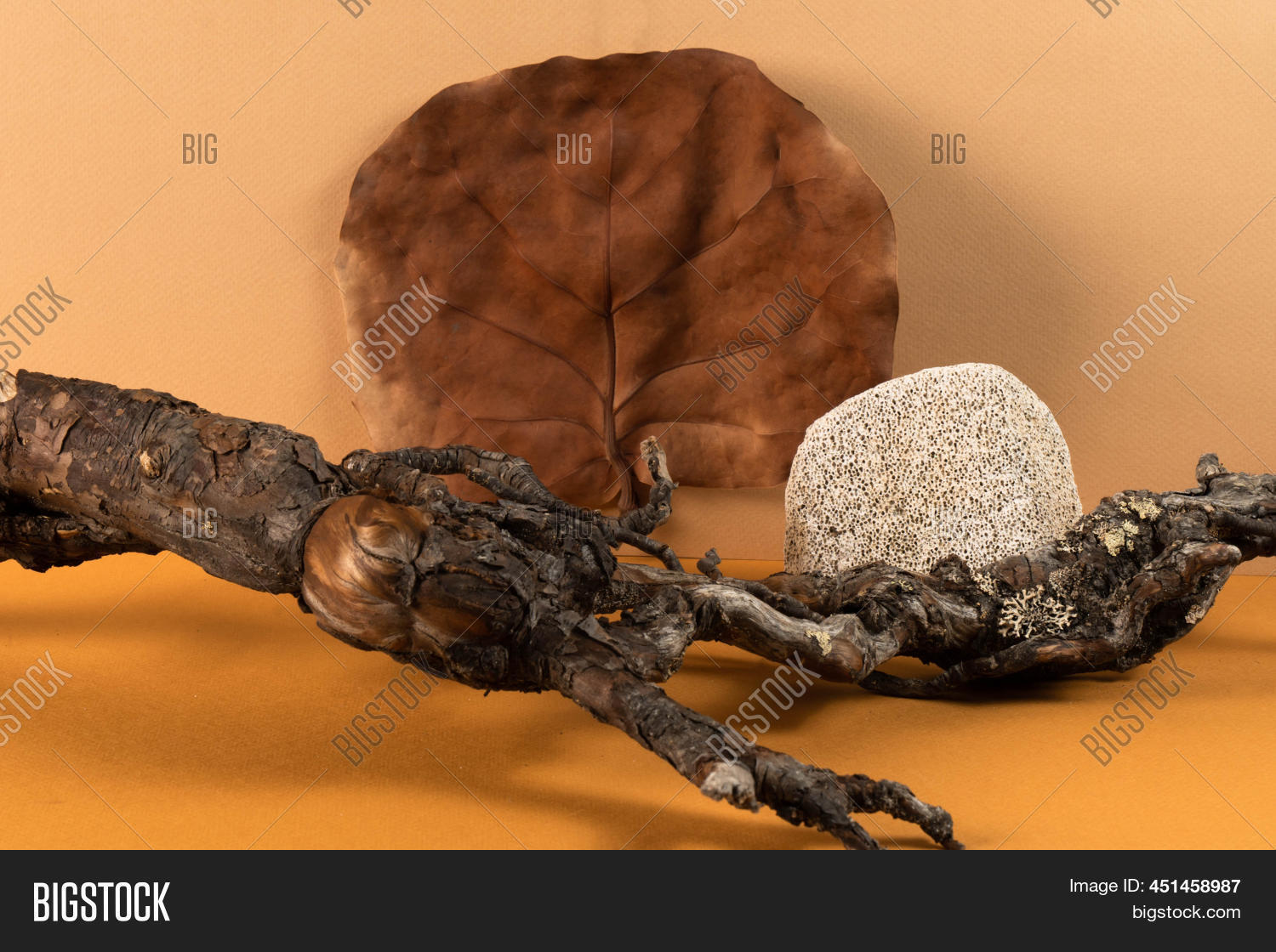 Podium Tree Roots Image & Photo (Free Trial) | Bigstock