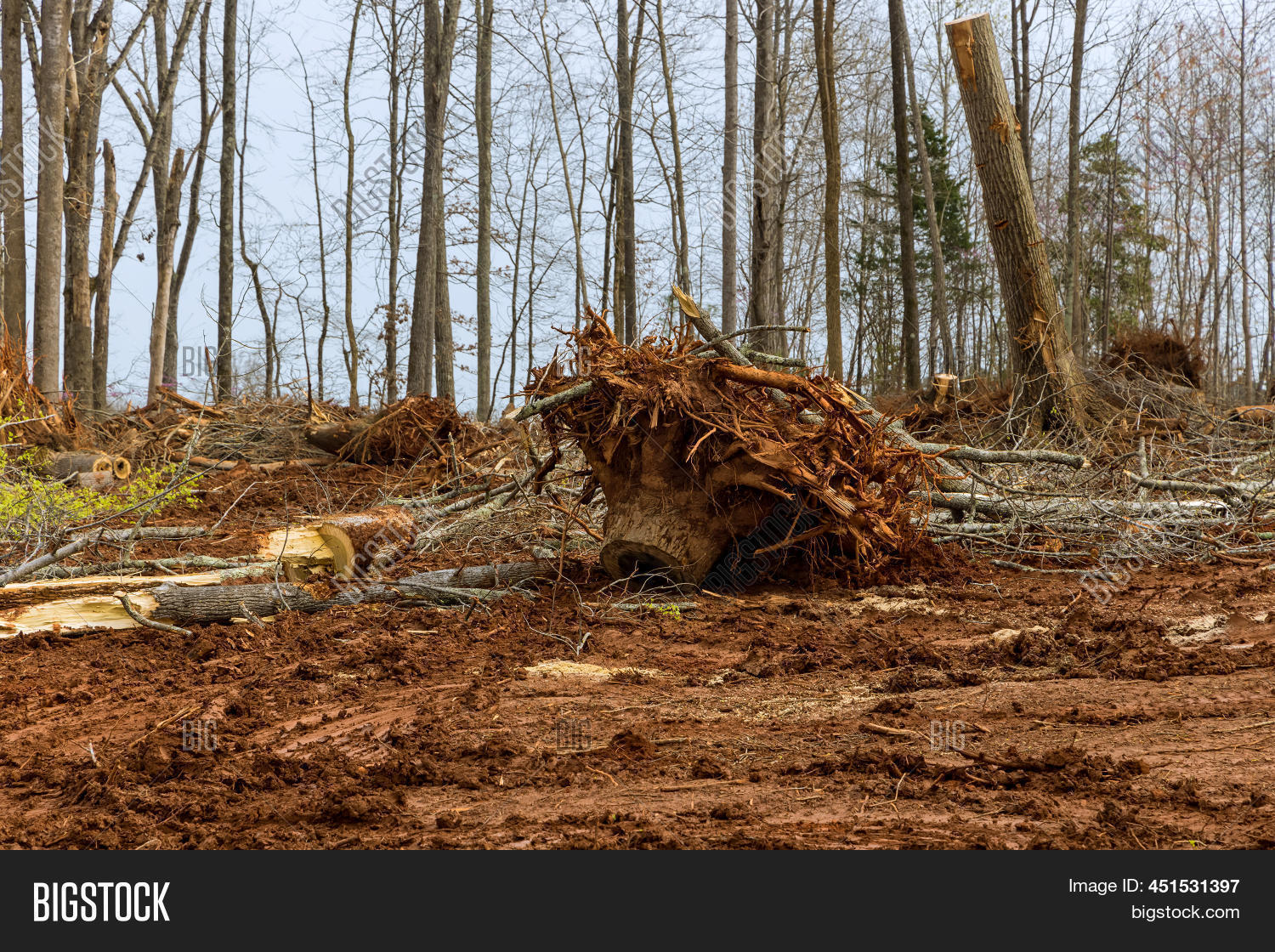 Removed Tree Root Out Image & Photo (Free Trial) | Bigstock