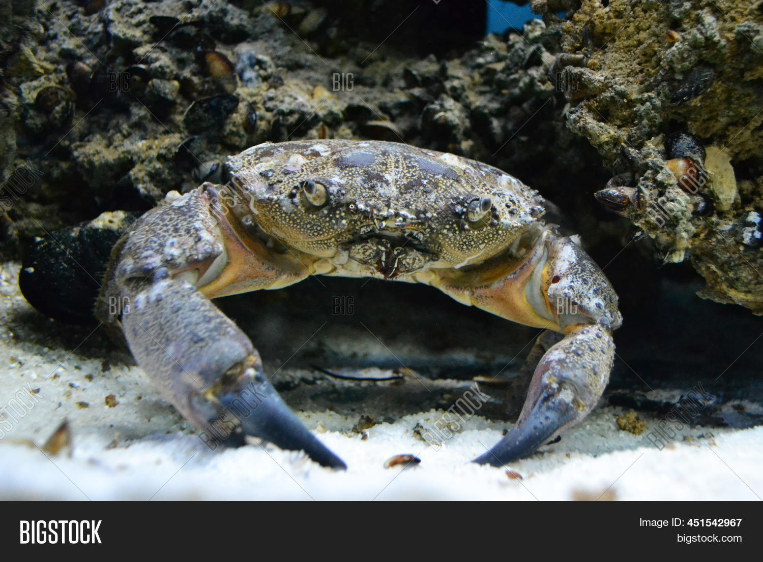 Marine Aquarium Crab. Image & Photo (Free Trial) | Bigstock