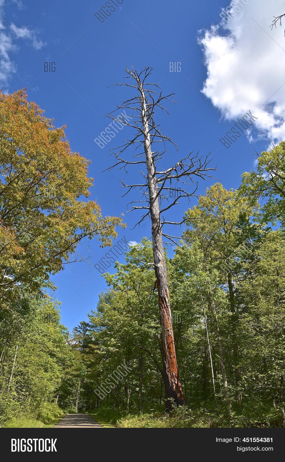 Very Tall Dead Tree Image & Photo (Free Trial) | Bigstock