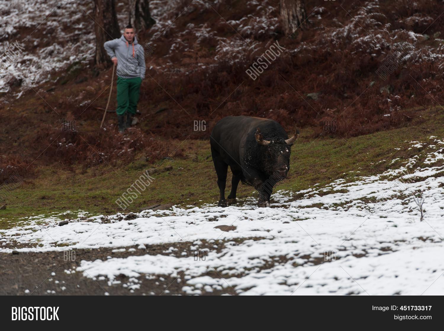 Man Who Training Bull Image & Photo (Free Trial) | Bigstock