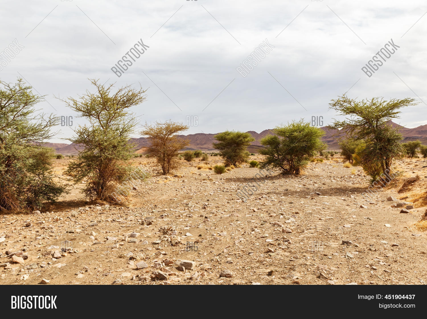 Acacia Tree Sahara Image & Photo (Free Trial) | Bigstock