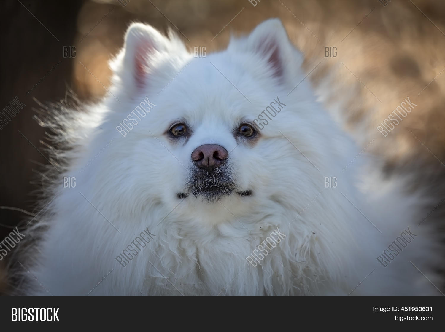 Japanese Spitz Small Image & Photo (Free Trial) | Bigstock
