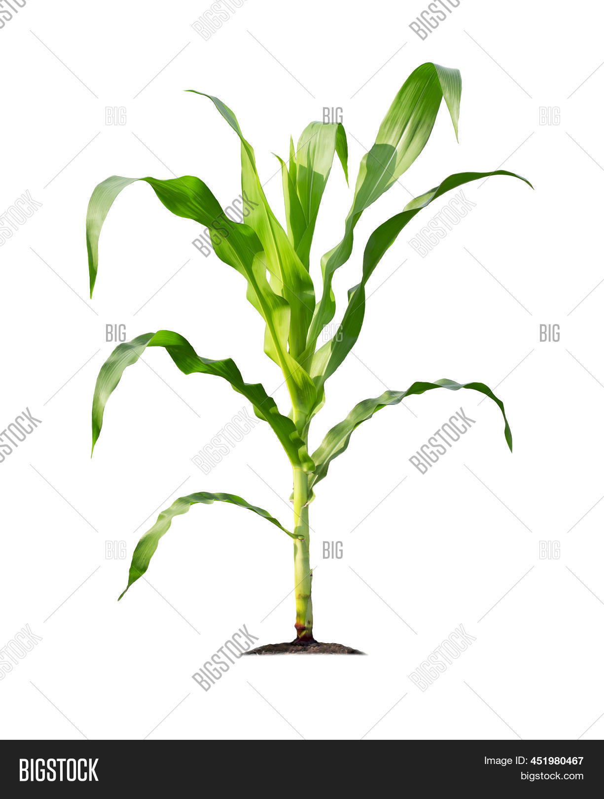 Corn Plant Isolated On Image & Photo (Free Trial) | Bigstock
