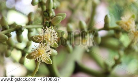 Palm Flowers Bloom On Image & Photo (Free Trial) | Bigstock